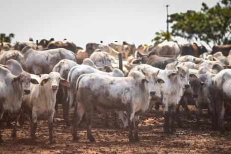 Project promotes inclusion of small and medium-sized cattle ranchers ...