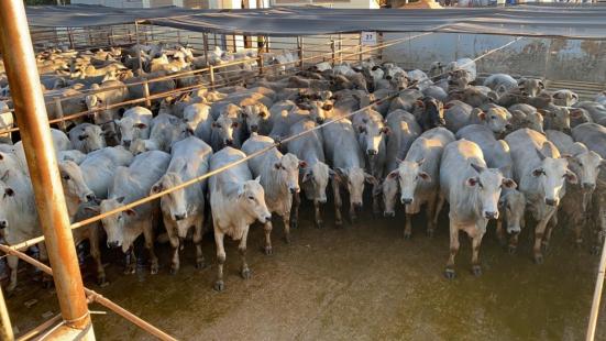Cattle slaughter grows 6.9% in the 4th quarter of 2022 in the annual ...