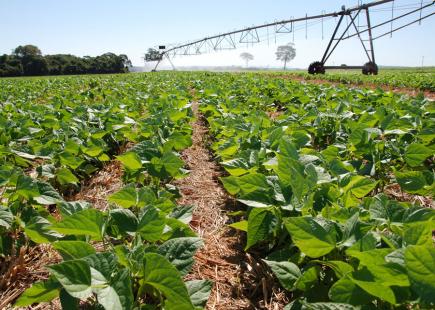Climate change compromises the future of bean production in Brazil ...