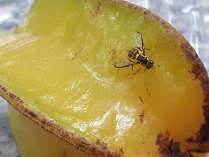Ministry of Agriculture publishes public consultation to define ...