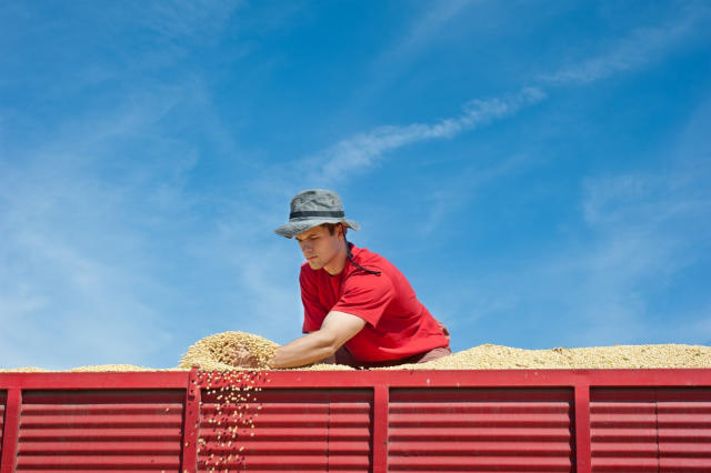 Soybean: sales of the 2021/22 crop in MS reach 85.50% of expected ...