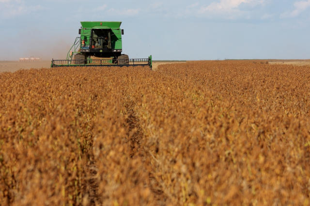 Soja começa a semana em forte baixa na CBOT - DATAGRO