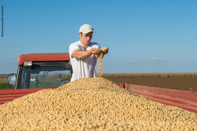 Soybean developed by Embrapa with edited genome for drought tolerance ...