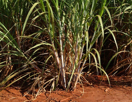 LDC signs partnership with Koppert for the commercialization of ...