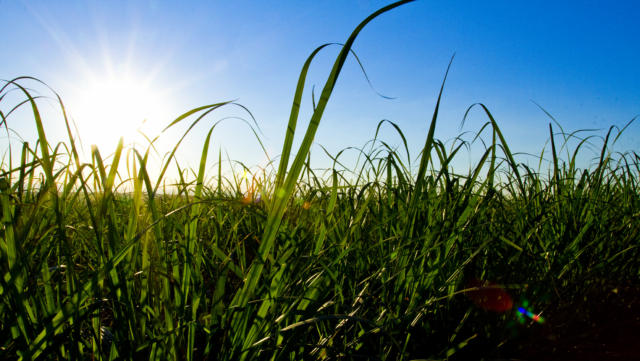 OCP Group plans to build fertilizer plant in Tanzania - DATAGRO