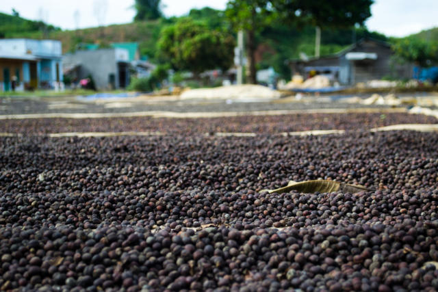 Sustainability of coffee farming is highlighted at the opening of SIC ...