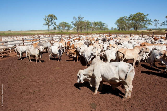 Brazilian bioinput for pastures wins world award - DATAGRO