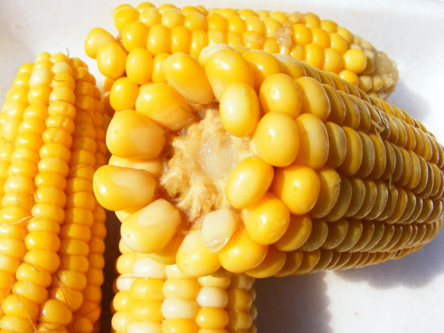 Corn operates in light fall on CBOT - DATAGRO